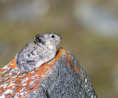 Porcupine Caribou – CPAWS Yukon