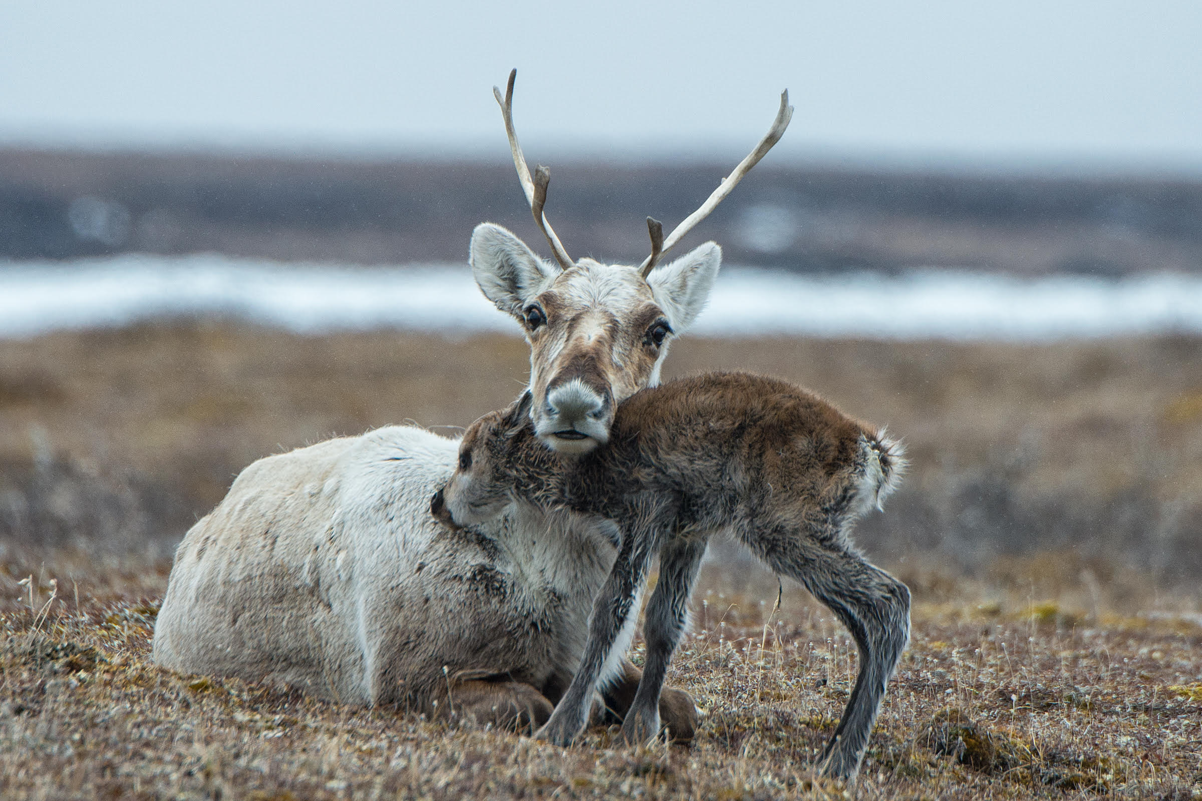 Porcupine Caribou CPAWS Yukon