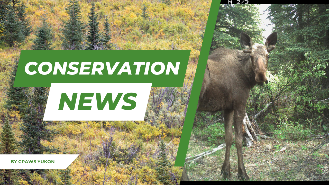 Conservation In The News Cpaws Yukon